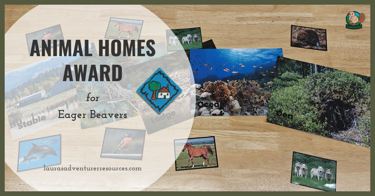 Animal Homes: Eager Beavers - Laura's Adventurer Resources